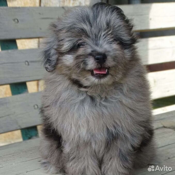 Пушистый друг