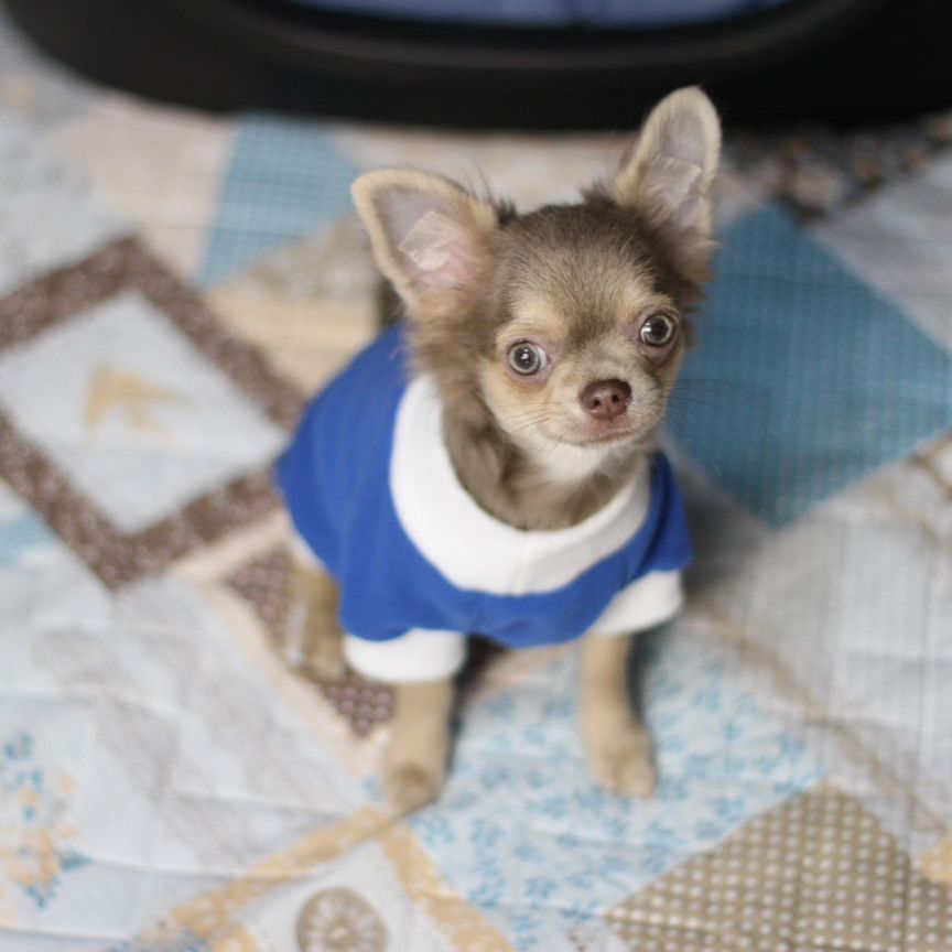 Лиловая Куколка