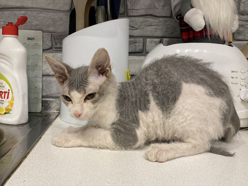 Кот Сфинкс браш