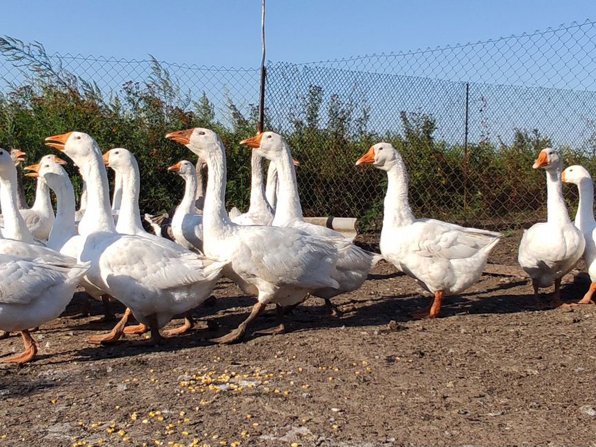 Живые гуси
