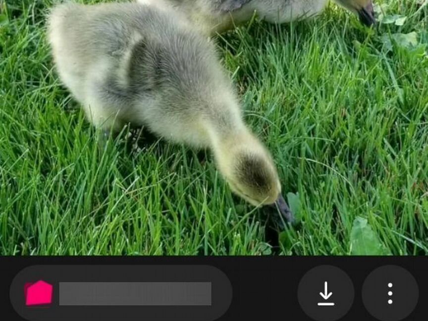 Гусята двухнедельные