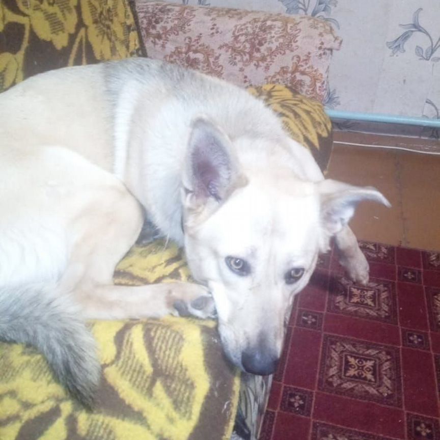 Собака в добрые руки