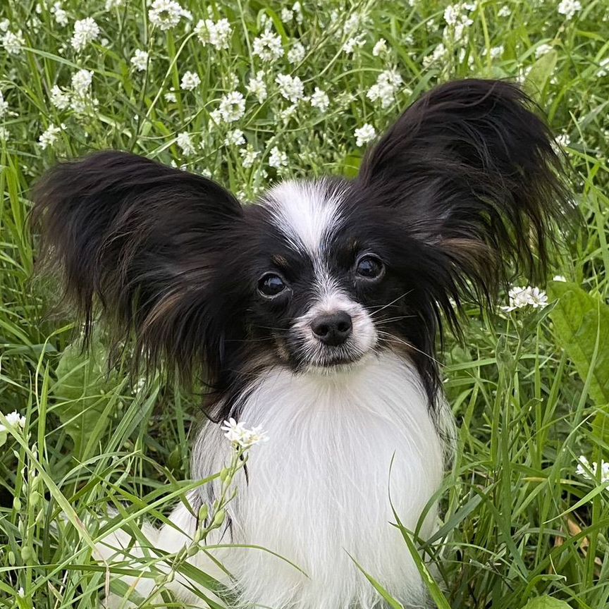 Папийон (папильон)