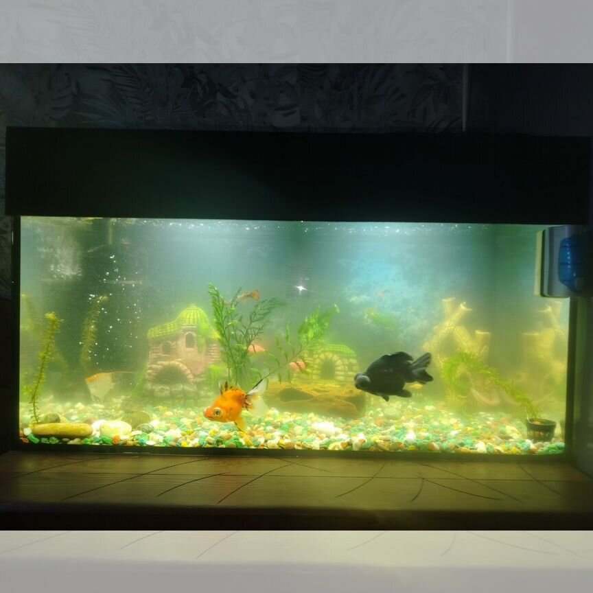 Аквариум