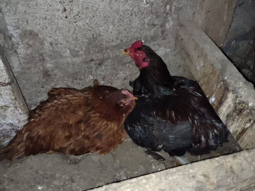 Петух корниш