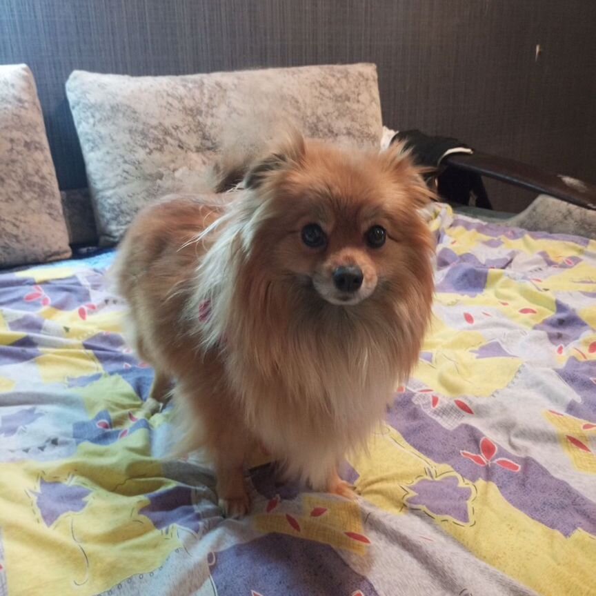 Собака немецкий шпиц