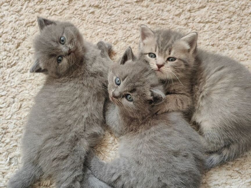 Шотландская прямоухая