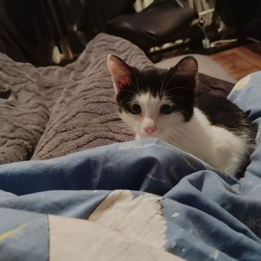Отдам котенка в добрые руки