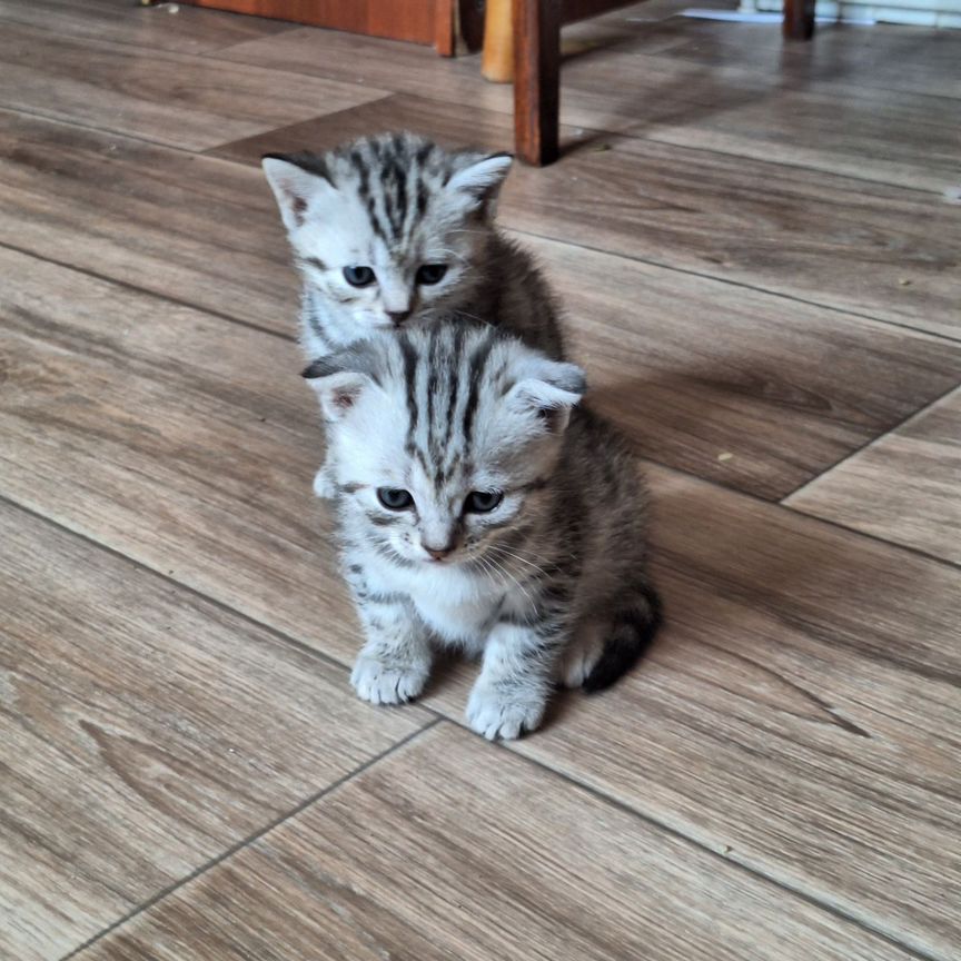 Шотландская енотовидная