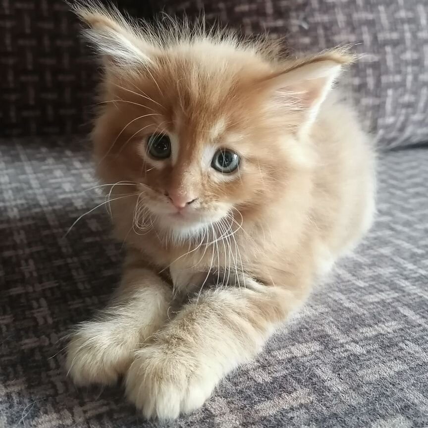 Мейн-кун котёнок