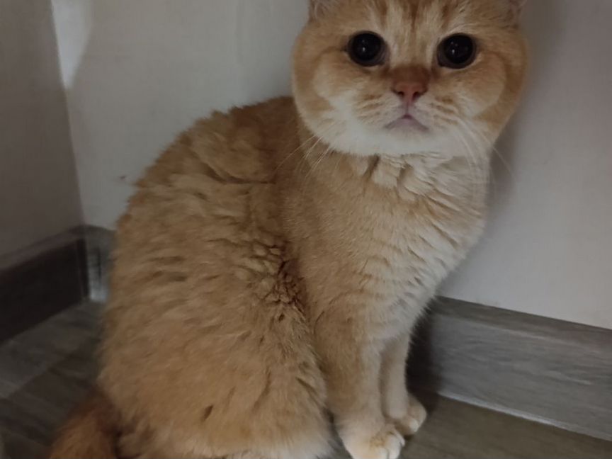 Британский кот