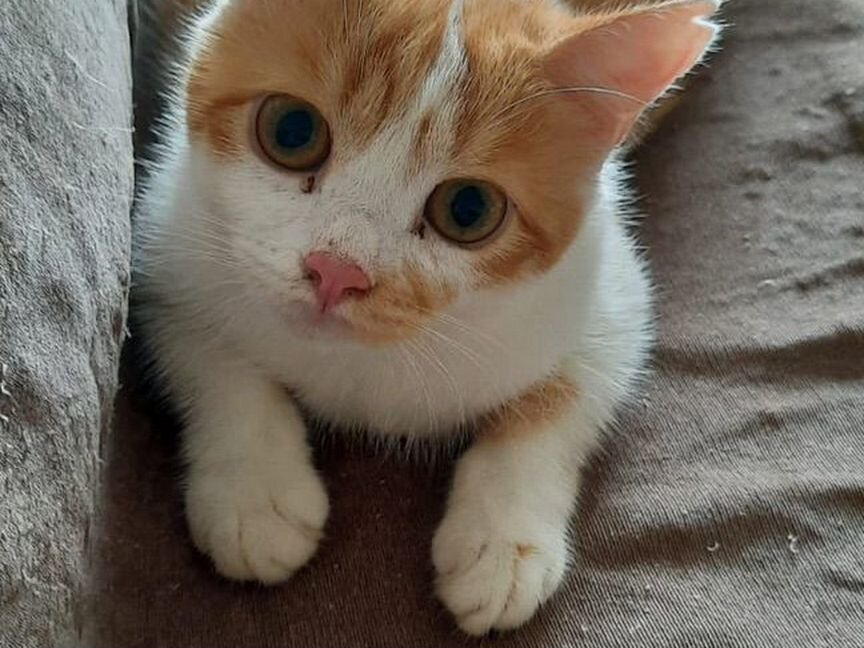 Кошечка 10 месяцев