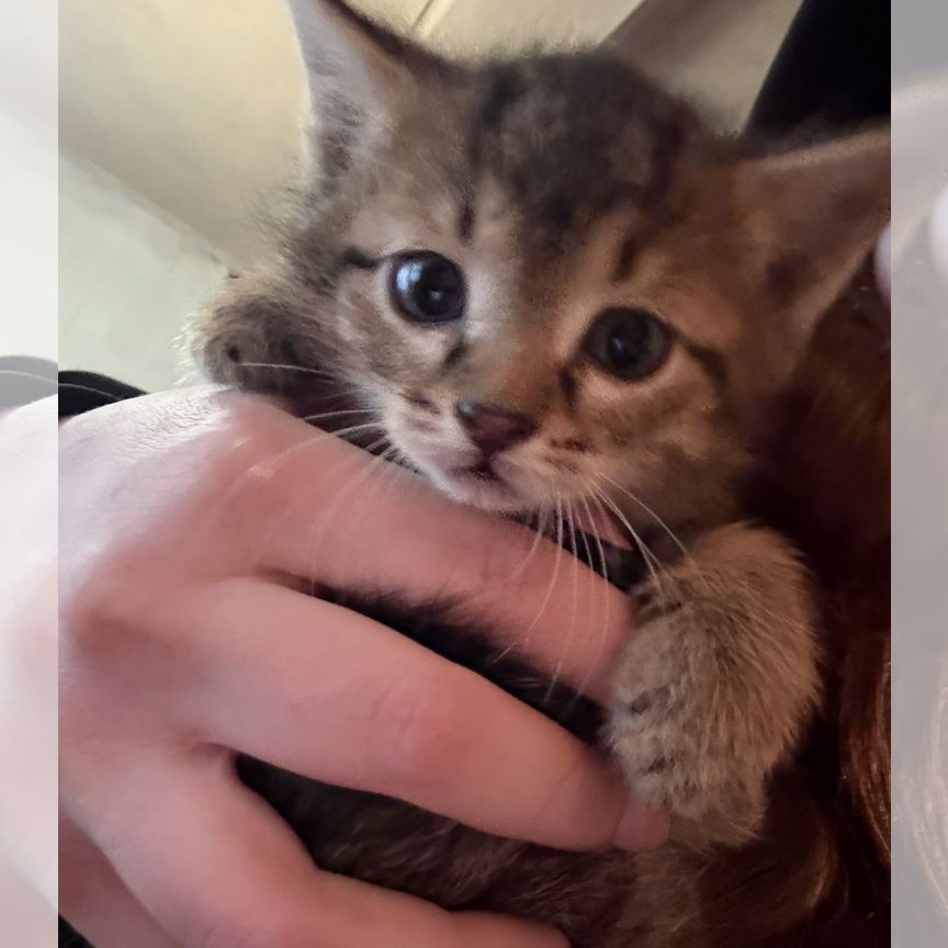 Котёнок в добрые руки