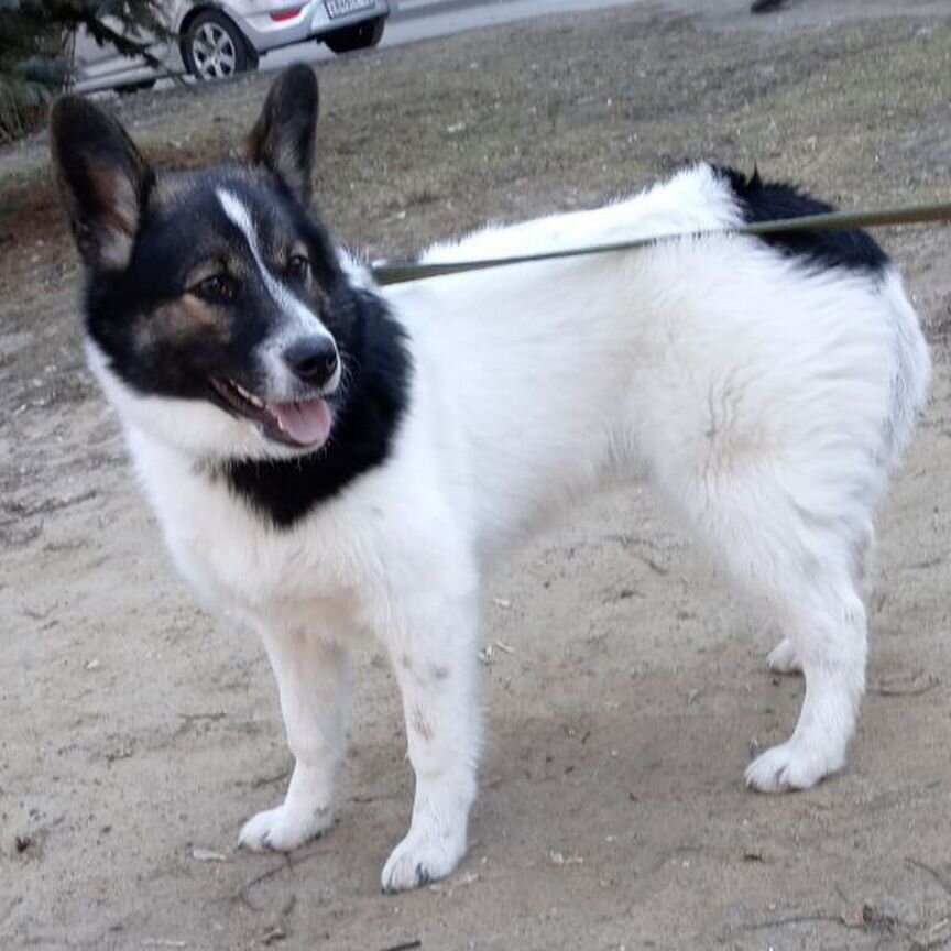 Отдам бесплатно собаку