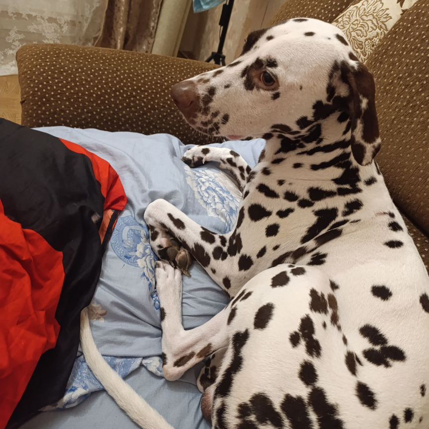 Отдам в добрые руки далматинца мальчика