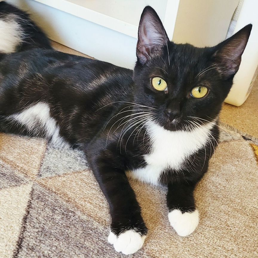 Котёнок в добрые руки