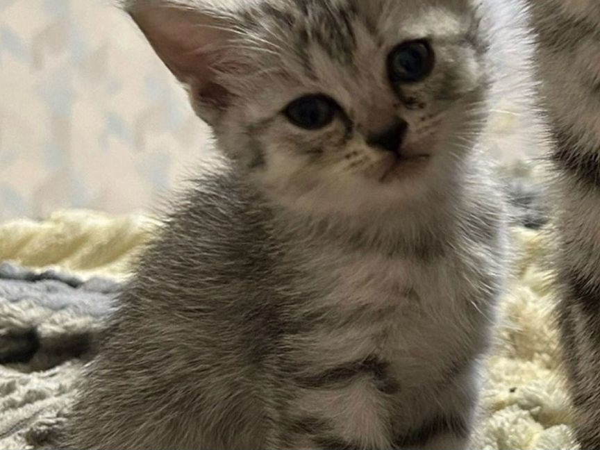 Шатланские котята прямоухие