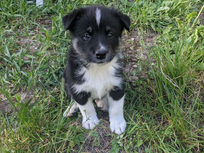 Продам щенков Самоед+Лайка