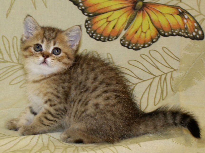 Британский котёнок