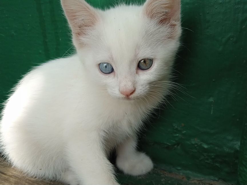 Девочка Као Мани