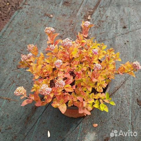 Спирея Зен Спирит Карамель купить в Михайловске | Товары для дома и ...