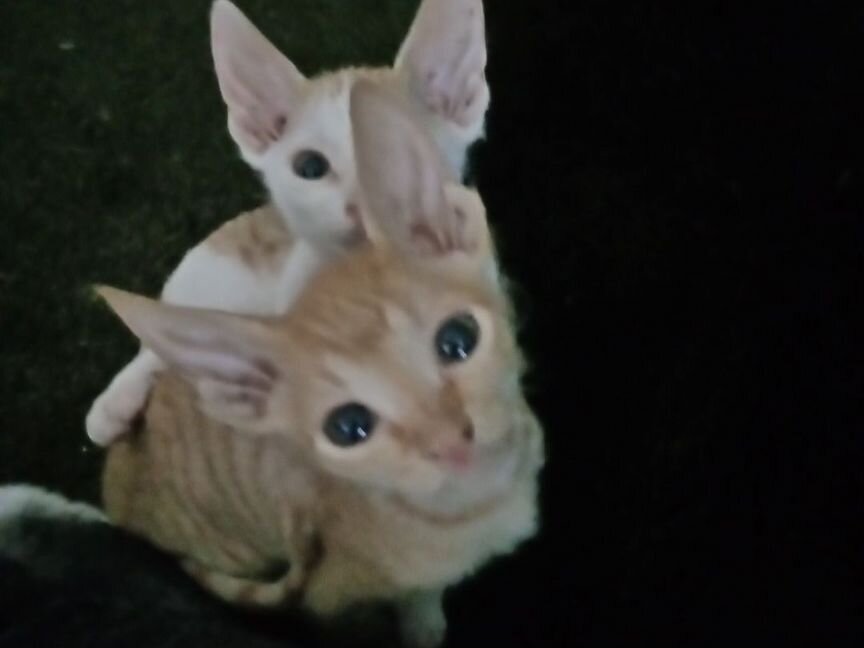 Донской сфинкс котята мальчики