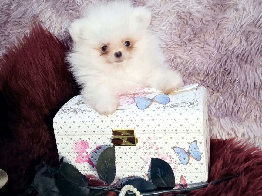 Белый мини мальчик