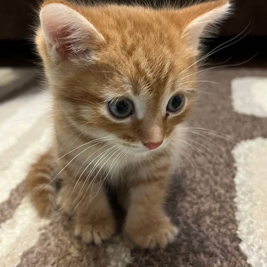 Котята ищут дом