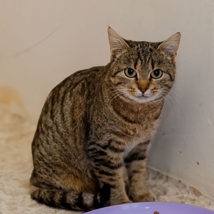 Взрослая кошка в добрые руки