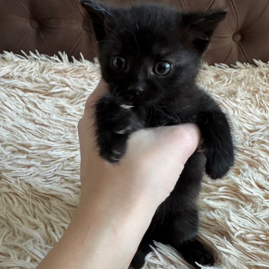 Котёнок в добрые руки