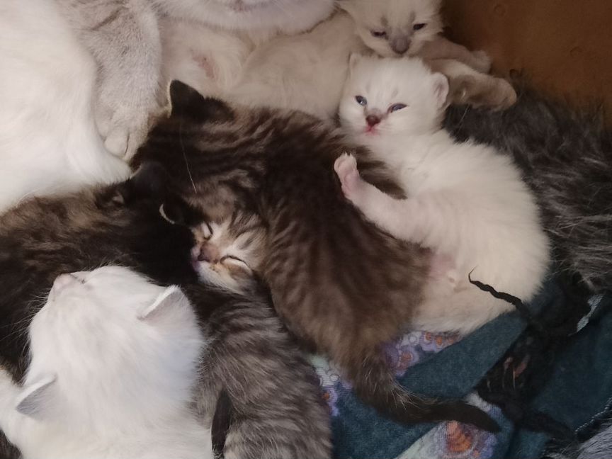 Шотландская кошка