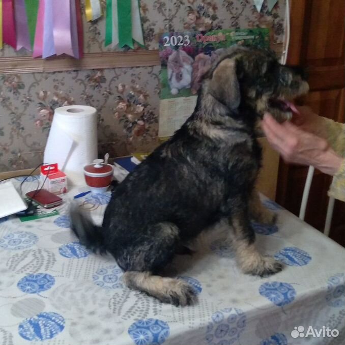 Продаются щенки миттельшнауцеры