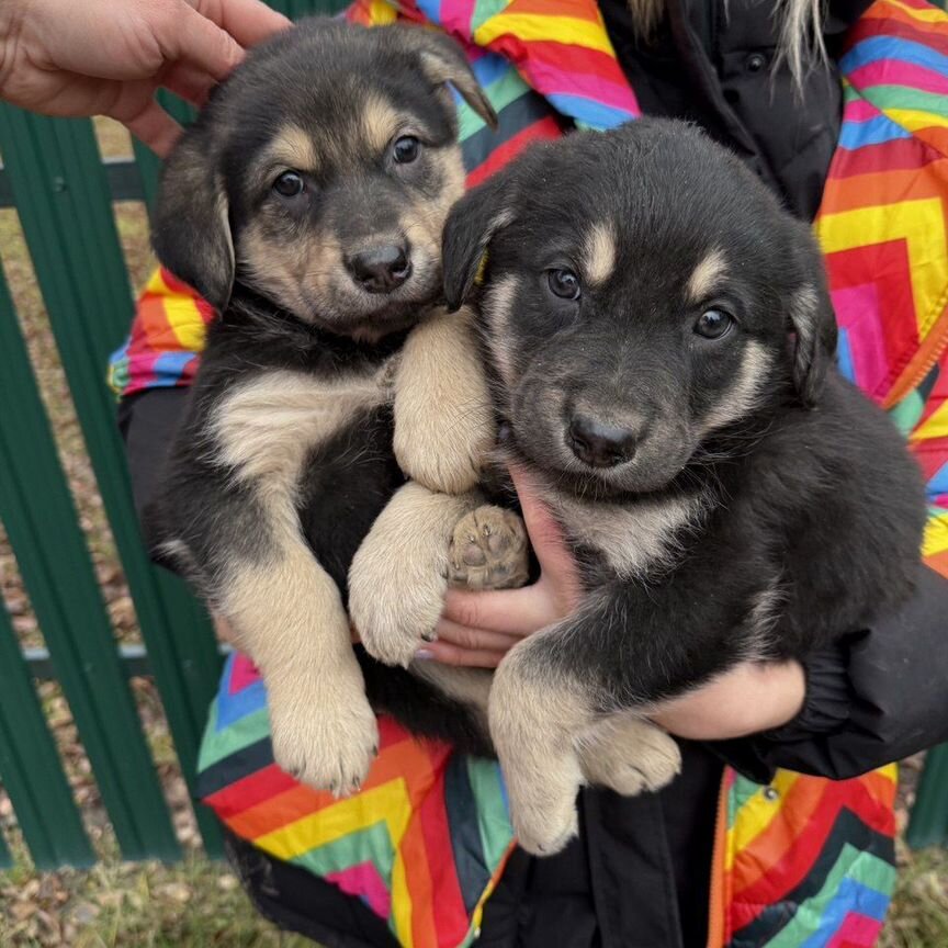 Щенок в добрые руки