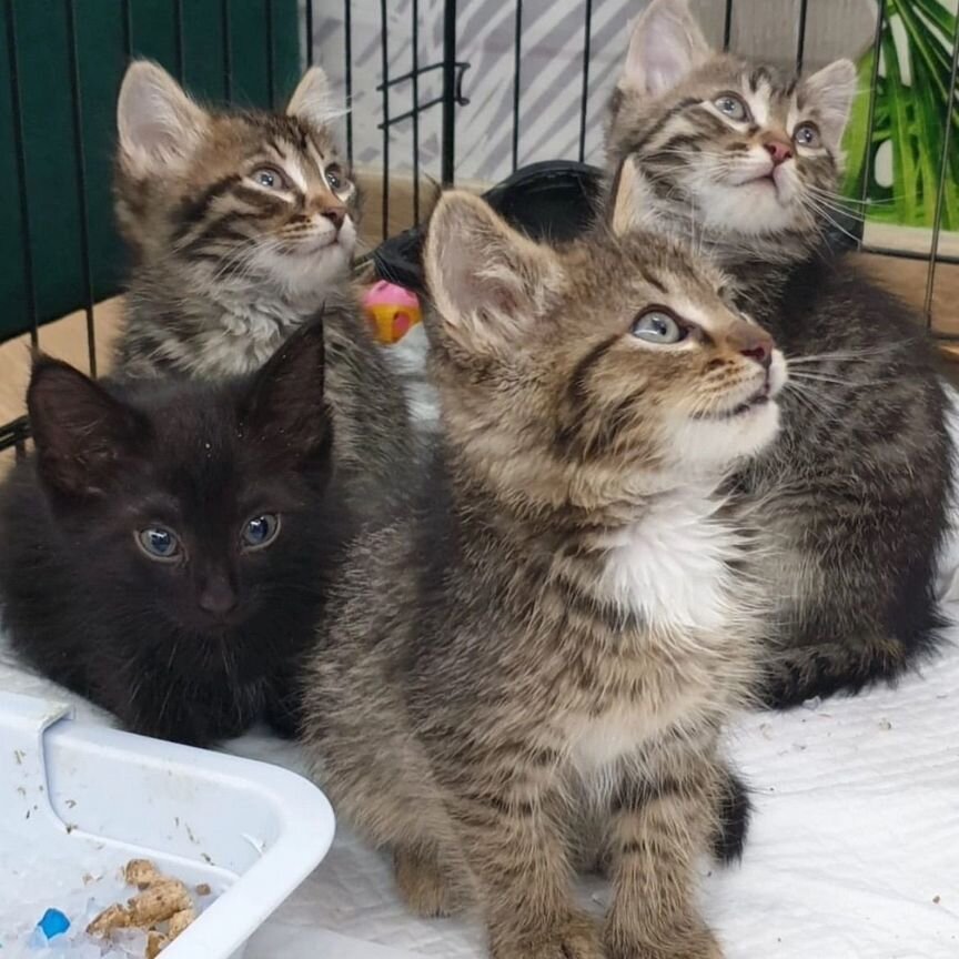 Котятки полосатые