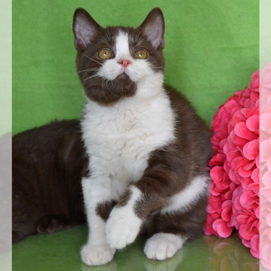 Шоколад с белым Котик