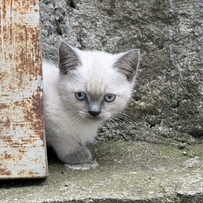 Сиамский котик