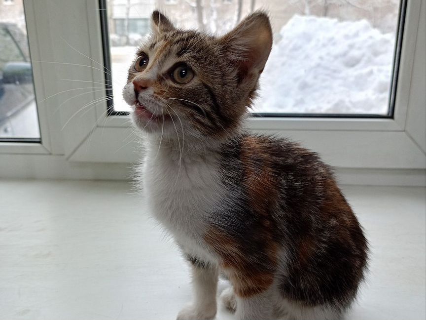 Кошка