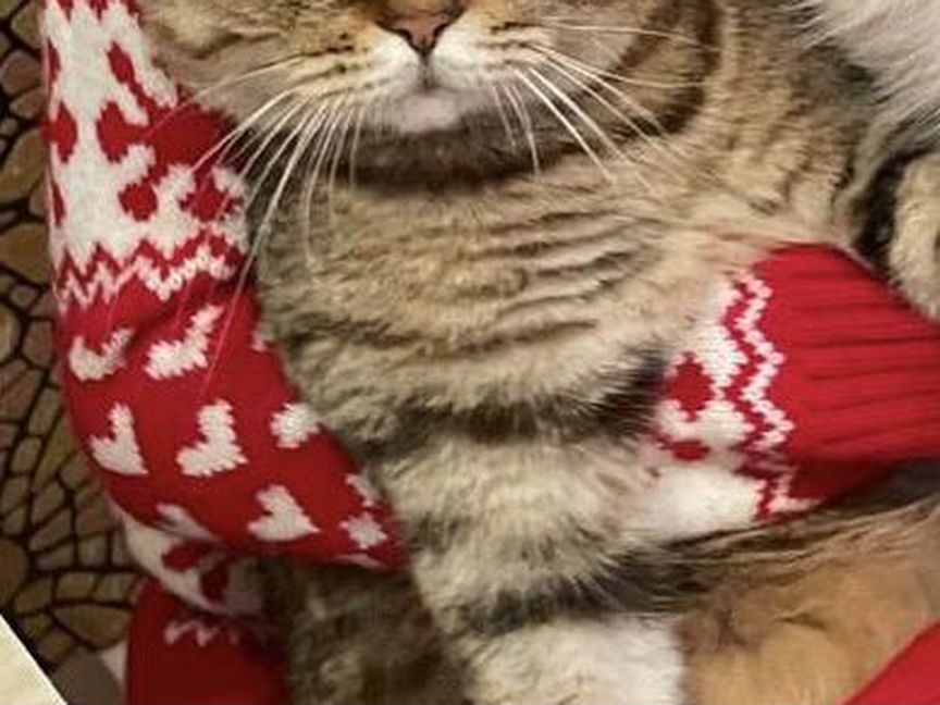 Кот милашка