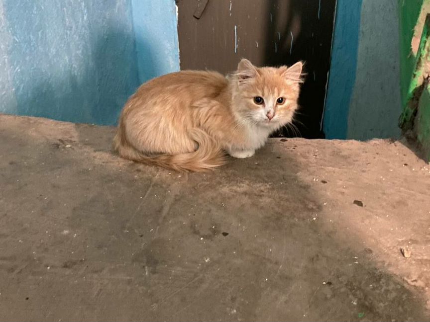 Кошки в добрые руки