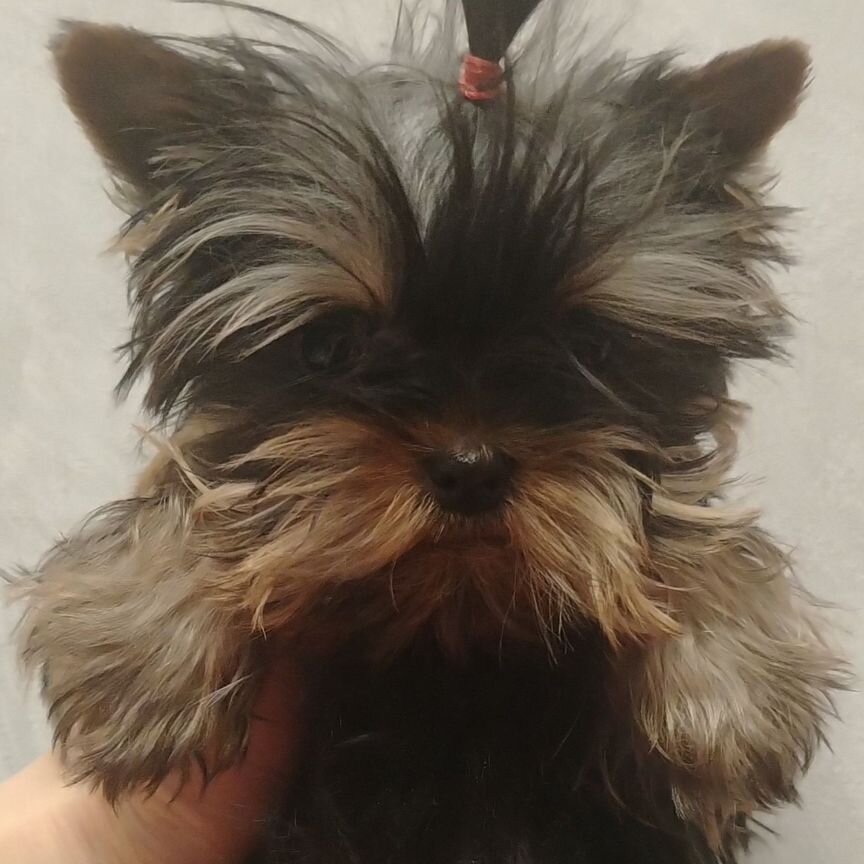 Йоркширский терьер, щенок