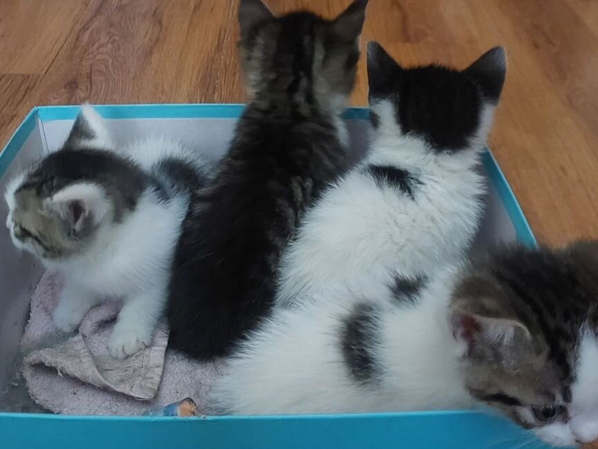 Котенок