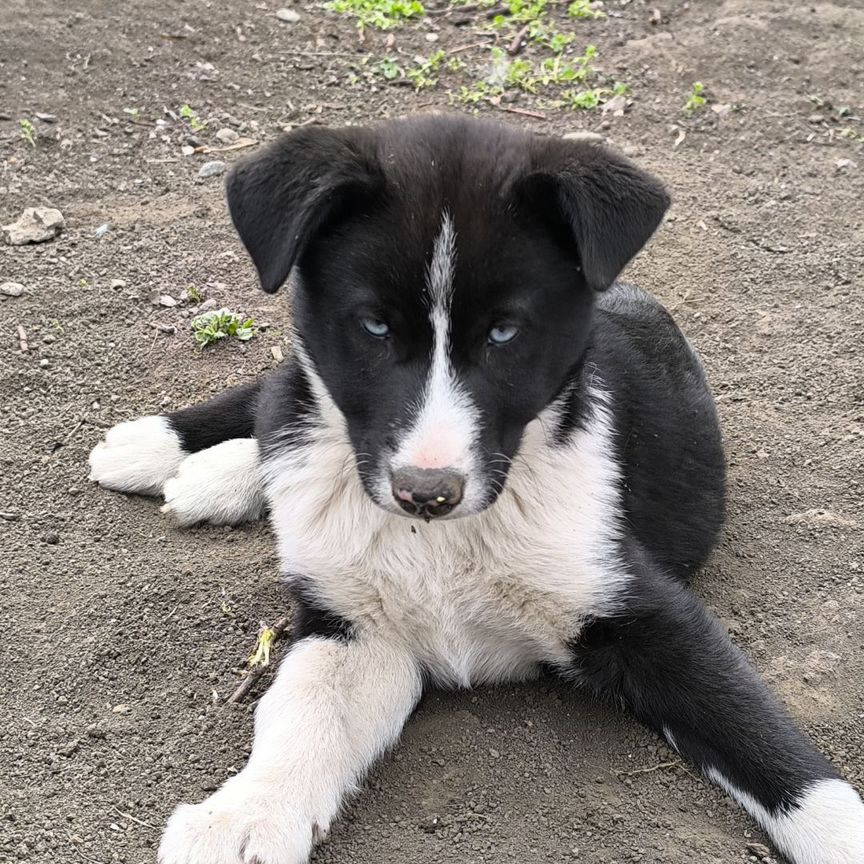 Щенки