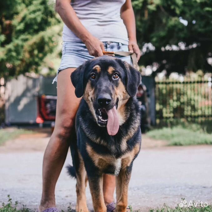 Метис Тибета и овчарки