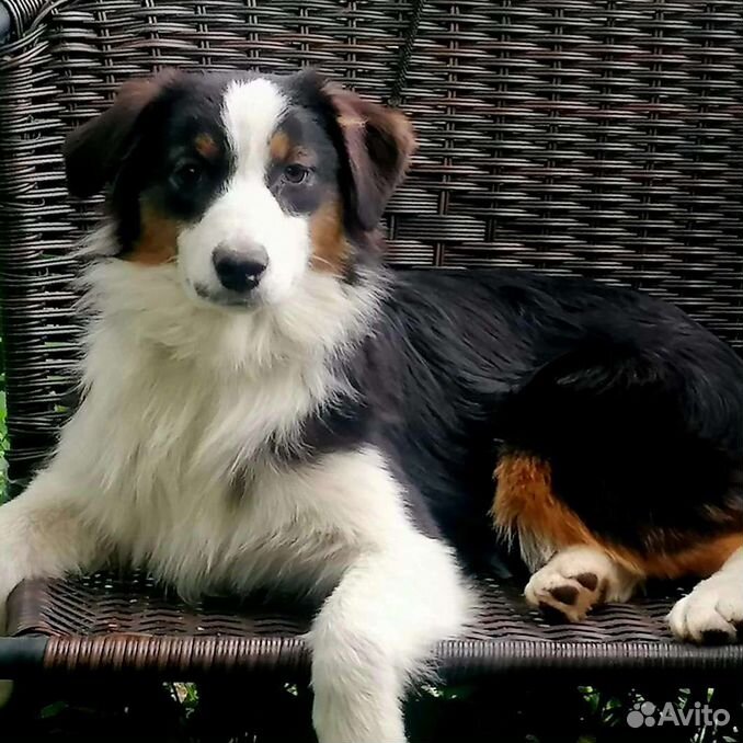 Девочка подросток с хвостиком Аусси