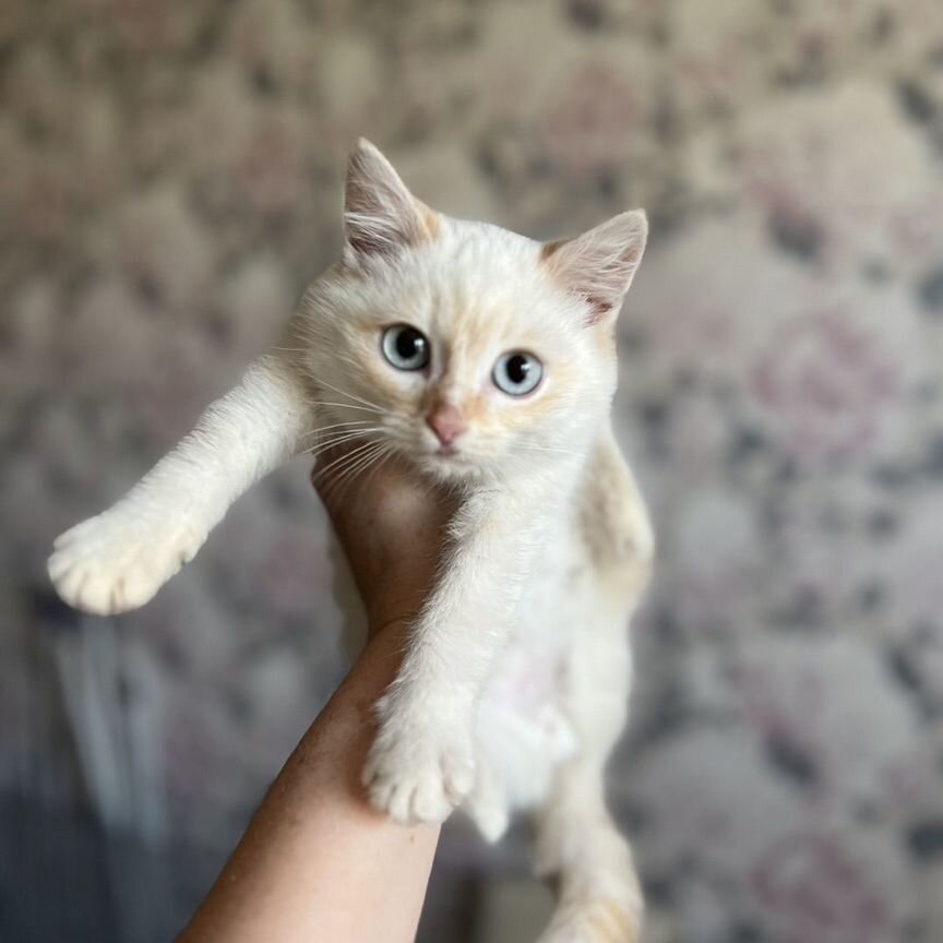 Котенок в добрые руки