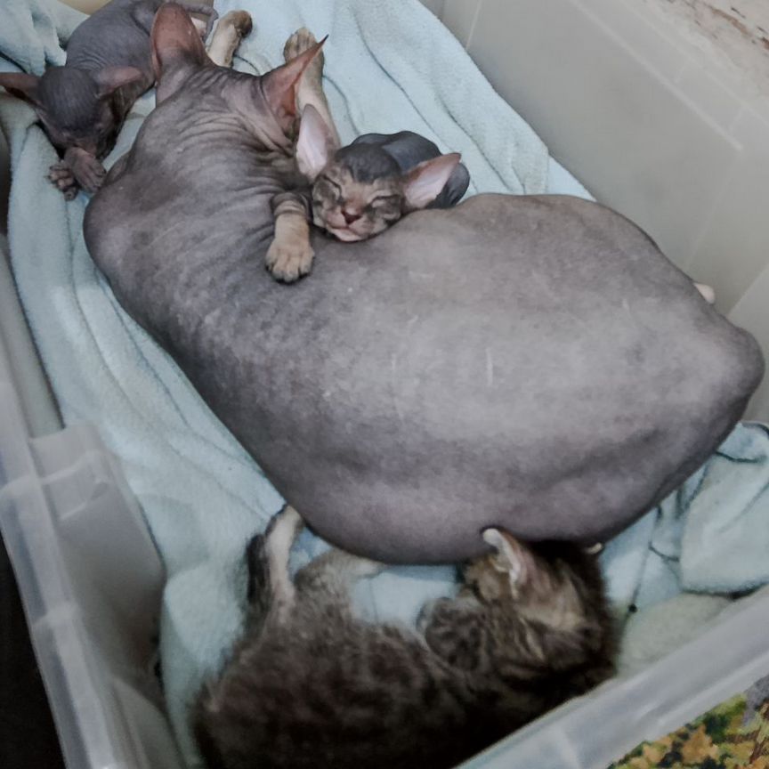 Донской сфинкс котёнок