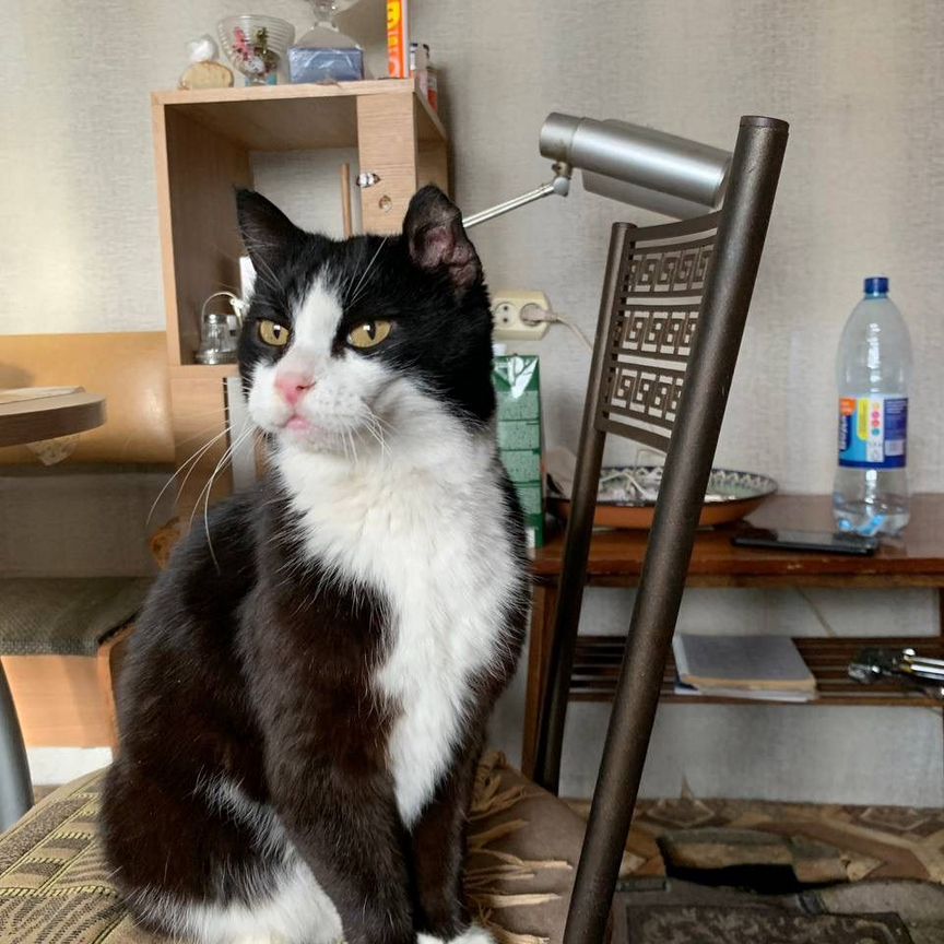 Отдам кота в добрые руки бесплатно