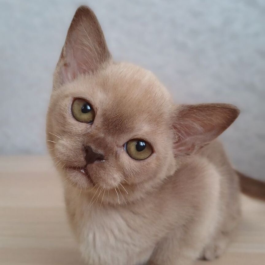 Бурманские котята шоколад