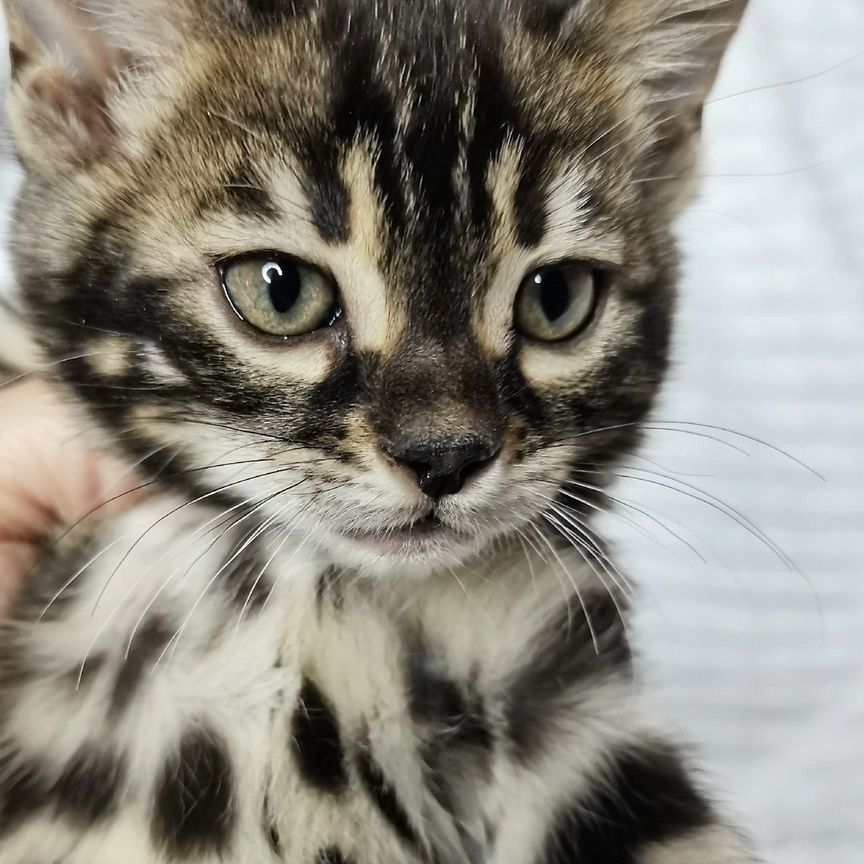 Бенгальские котята