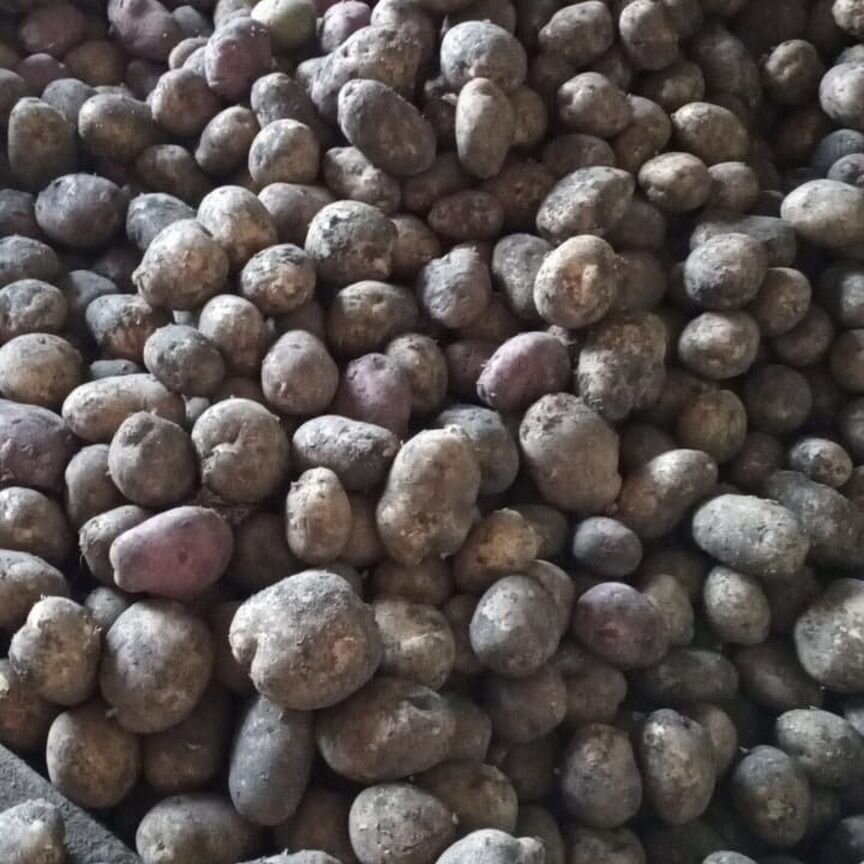 Картошка на корм скоту